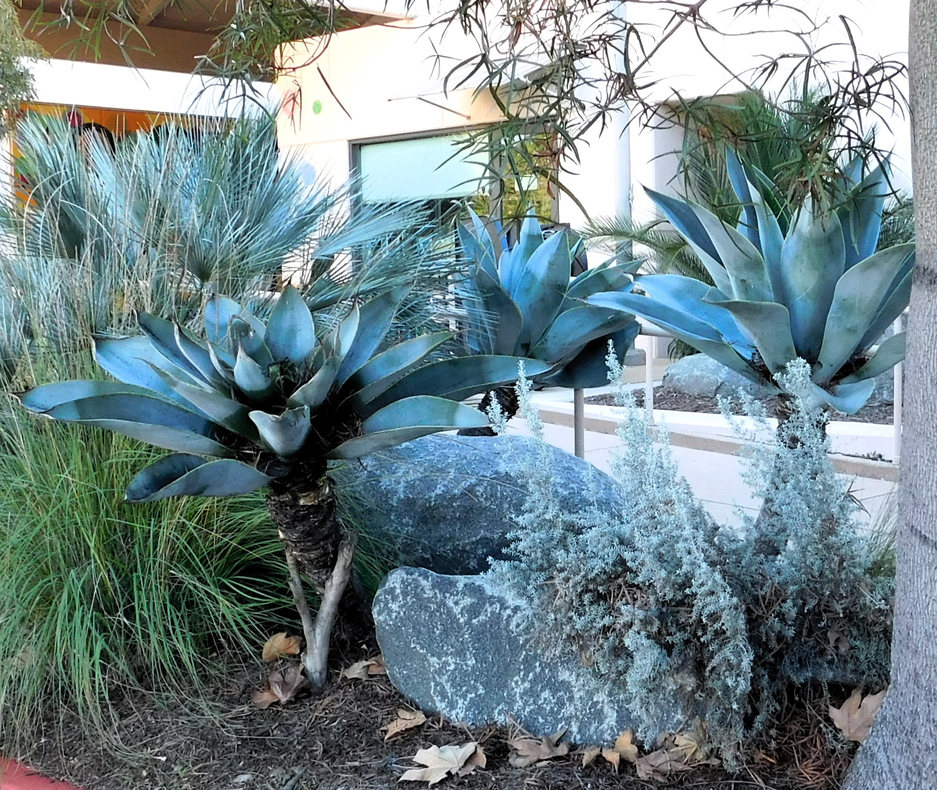Designing a Low-Water Use Landscape: Style – Westturf Landscape ...